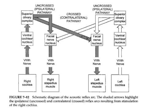 Auditory Reflex Pathway